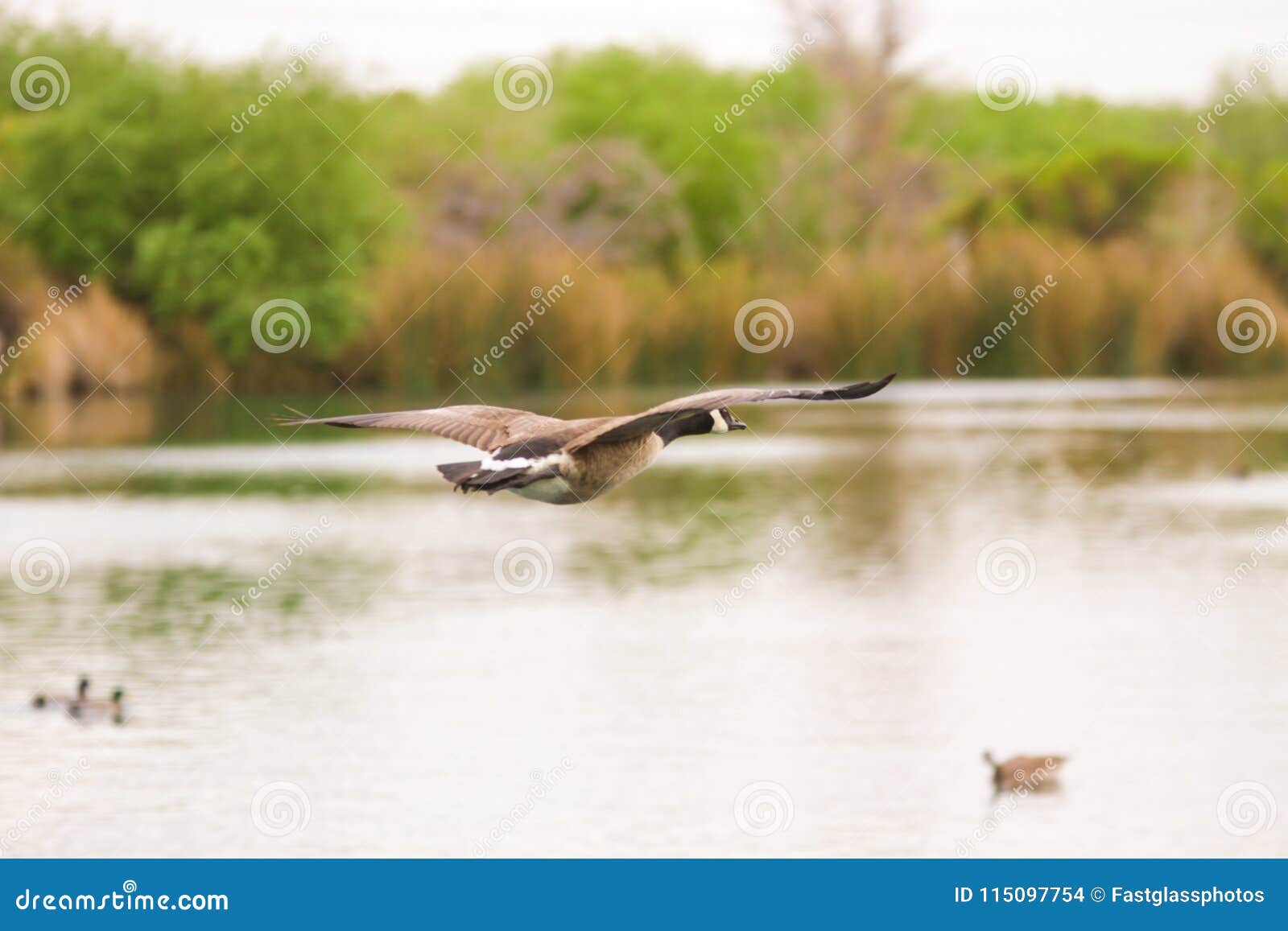 Canadian Flying Goose stock photo. Image of missouri - 115097754