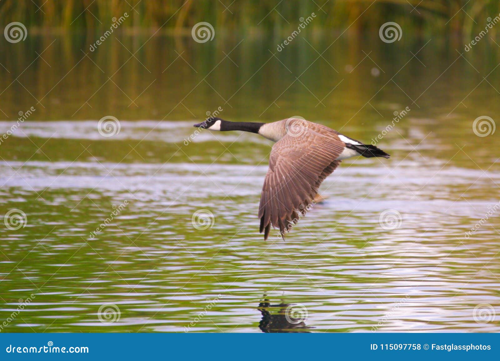 Canadian Flying Goose stock photo. Image of canada, missouri - 115097758