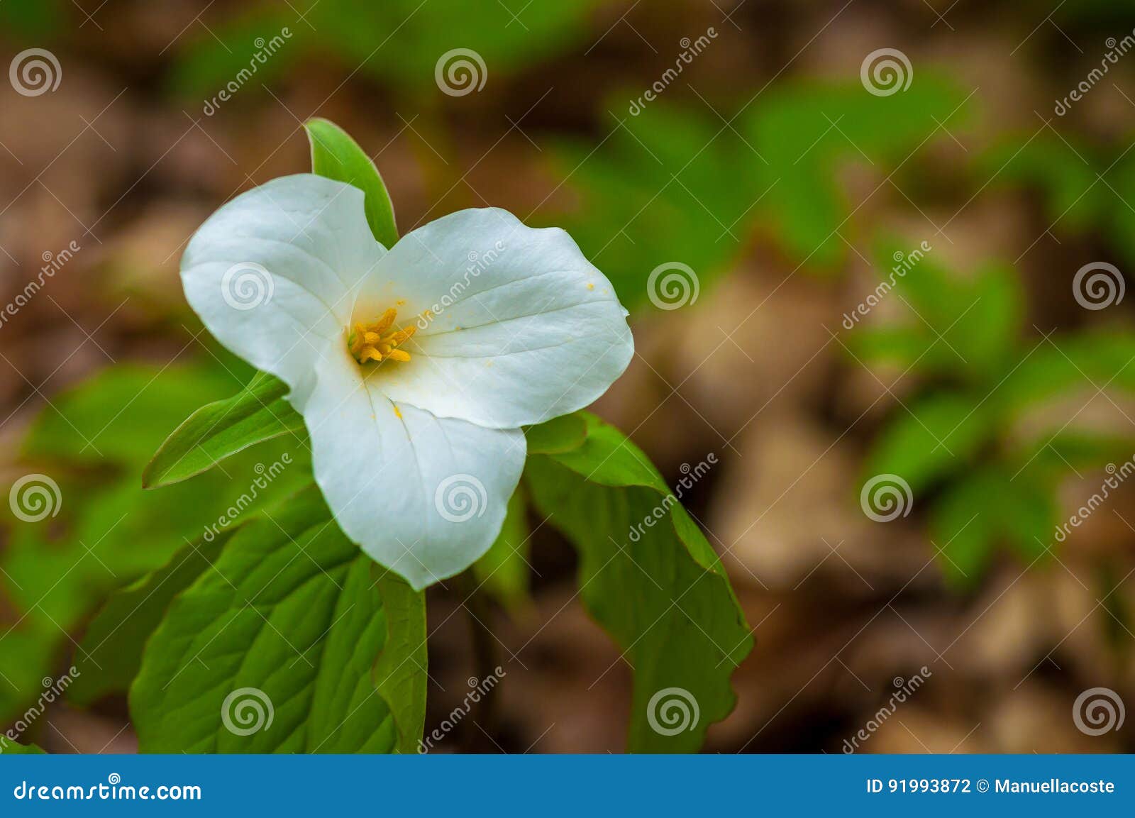Canadian Forest Flower in the Spring Stock Photo - Image of canadian ...