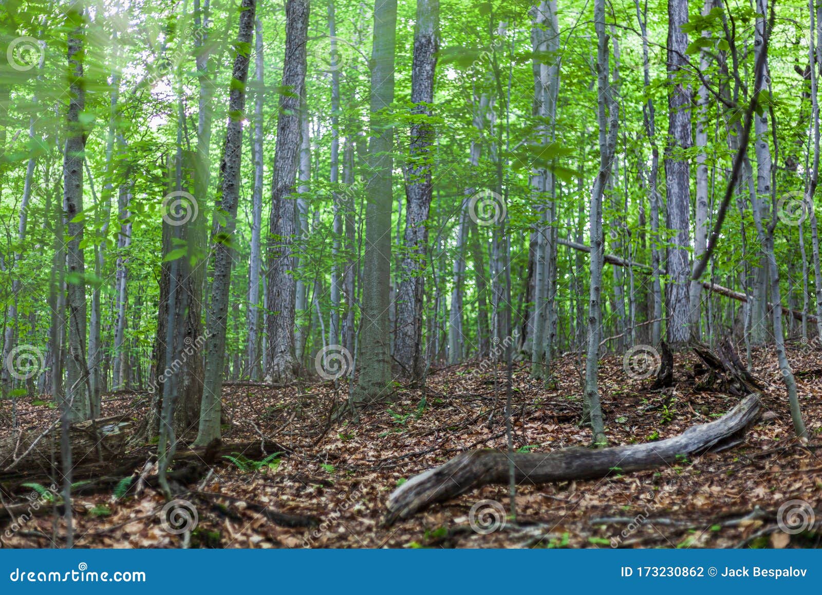 In the Canadian Forest in Quebec Stock Photo - Image of view ...