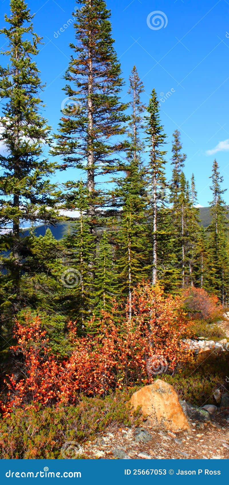 Canadian Forest Scenery stock image. Image of botany - 25667053