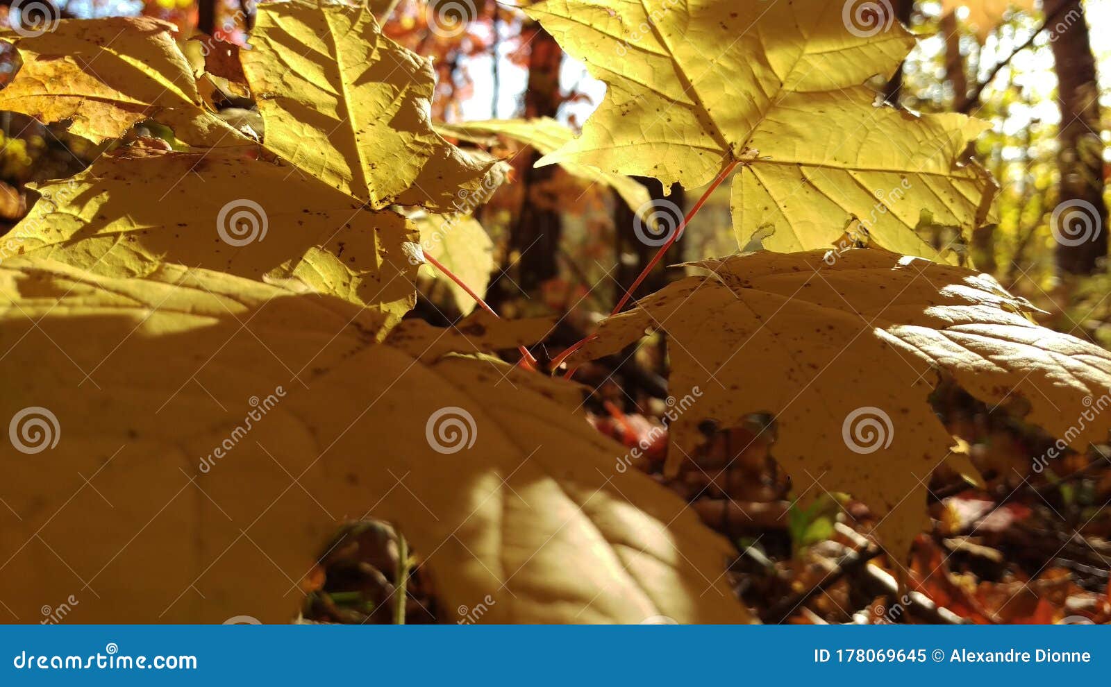 Canadian Forest: Yellow Maple Leaves Stock Image - Image of blue ...