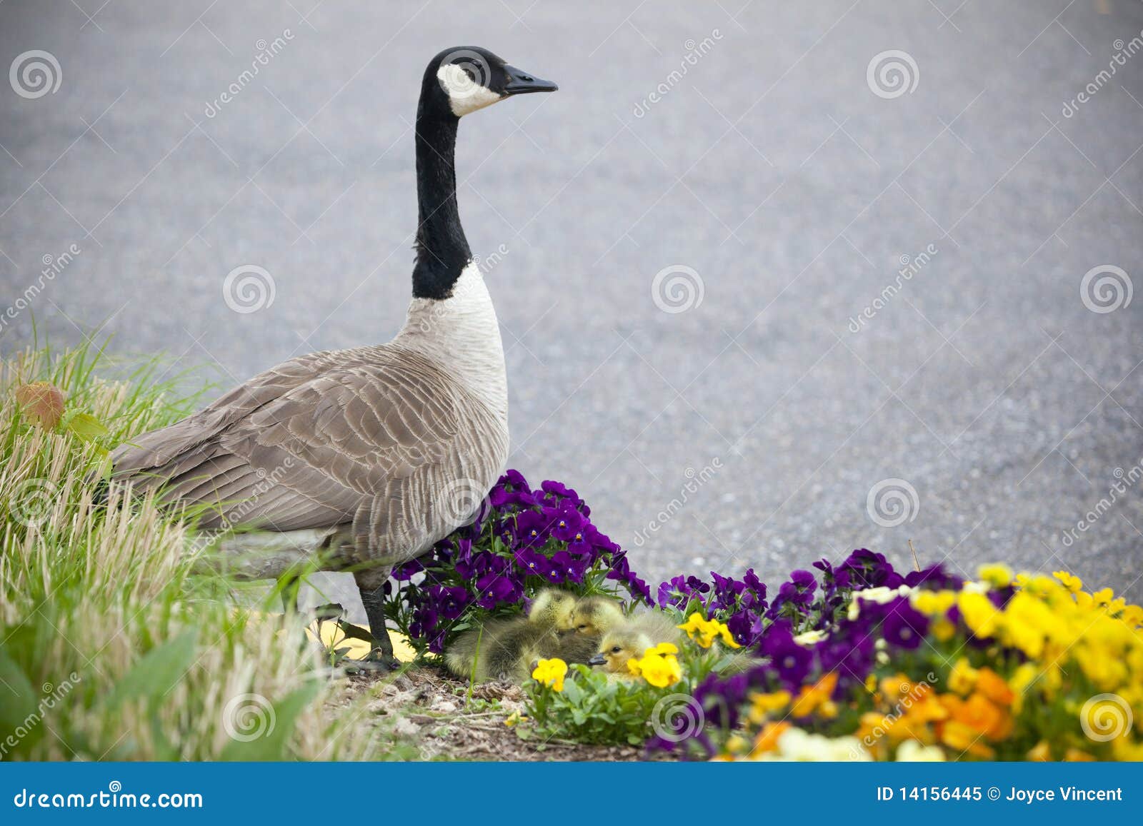 Canadian Geese stock image. Image of purple, geese, mother - 14156445