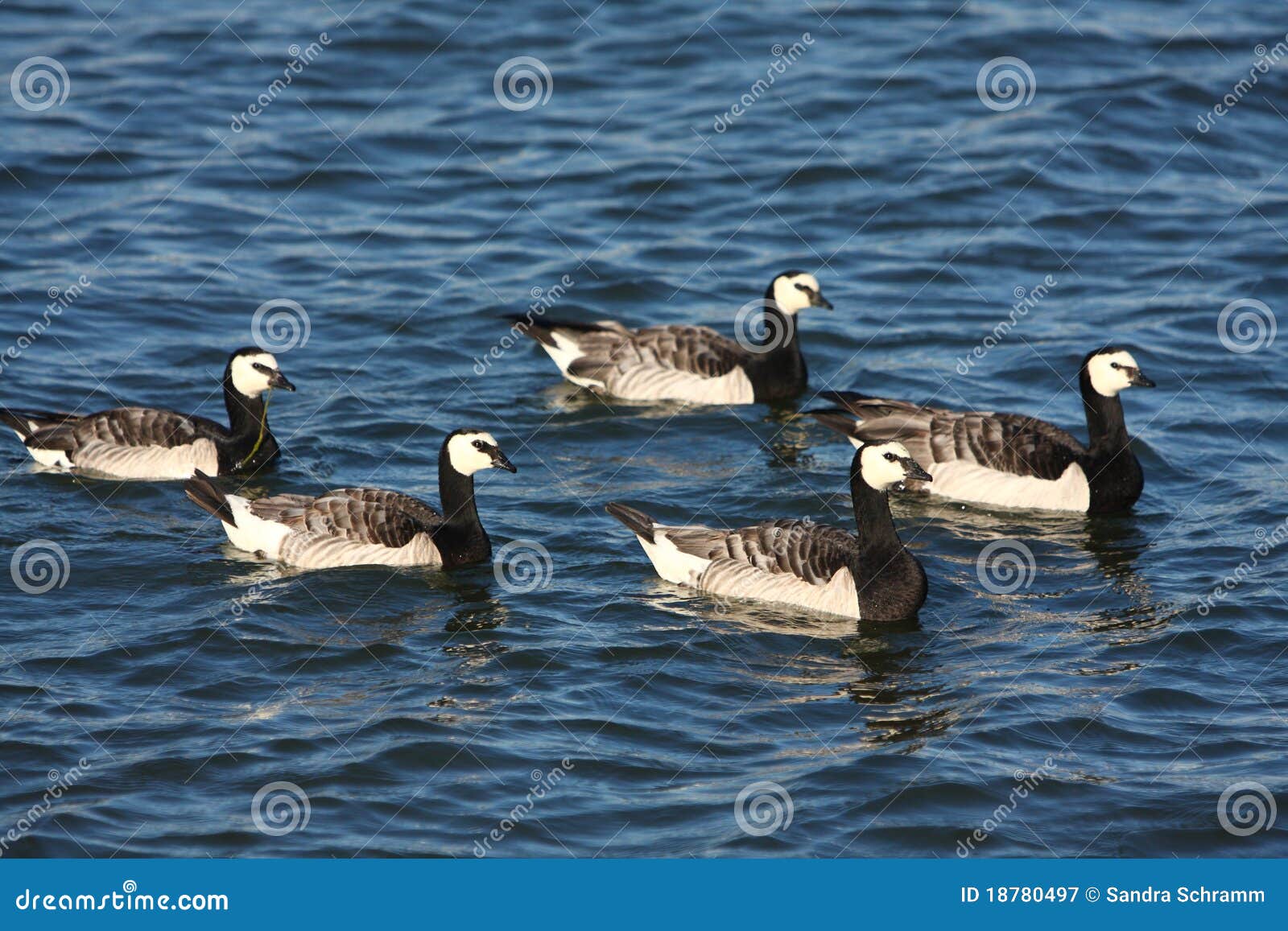 Canadian geese stock image. Image of goose, white, helsinki - 18780497