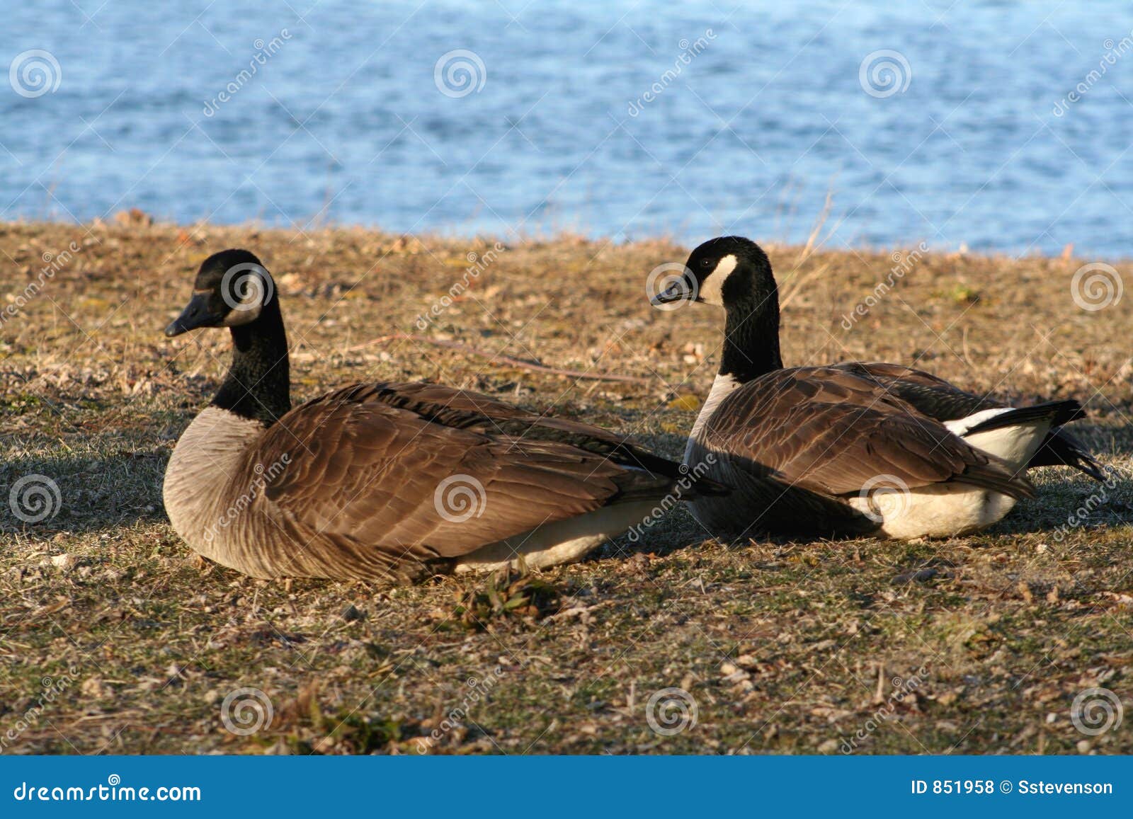 Canadian Geese 2 stock photo. Image of goose, couple, geese - 851958