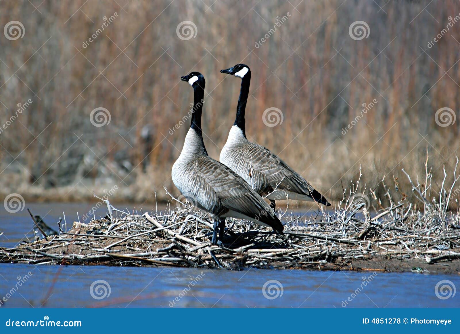 Canadian Geese Stock Photos. Canadian Goose Spread Wings Close-up ...