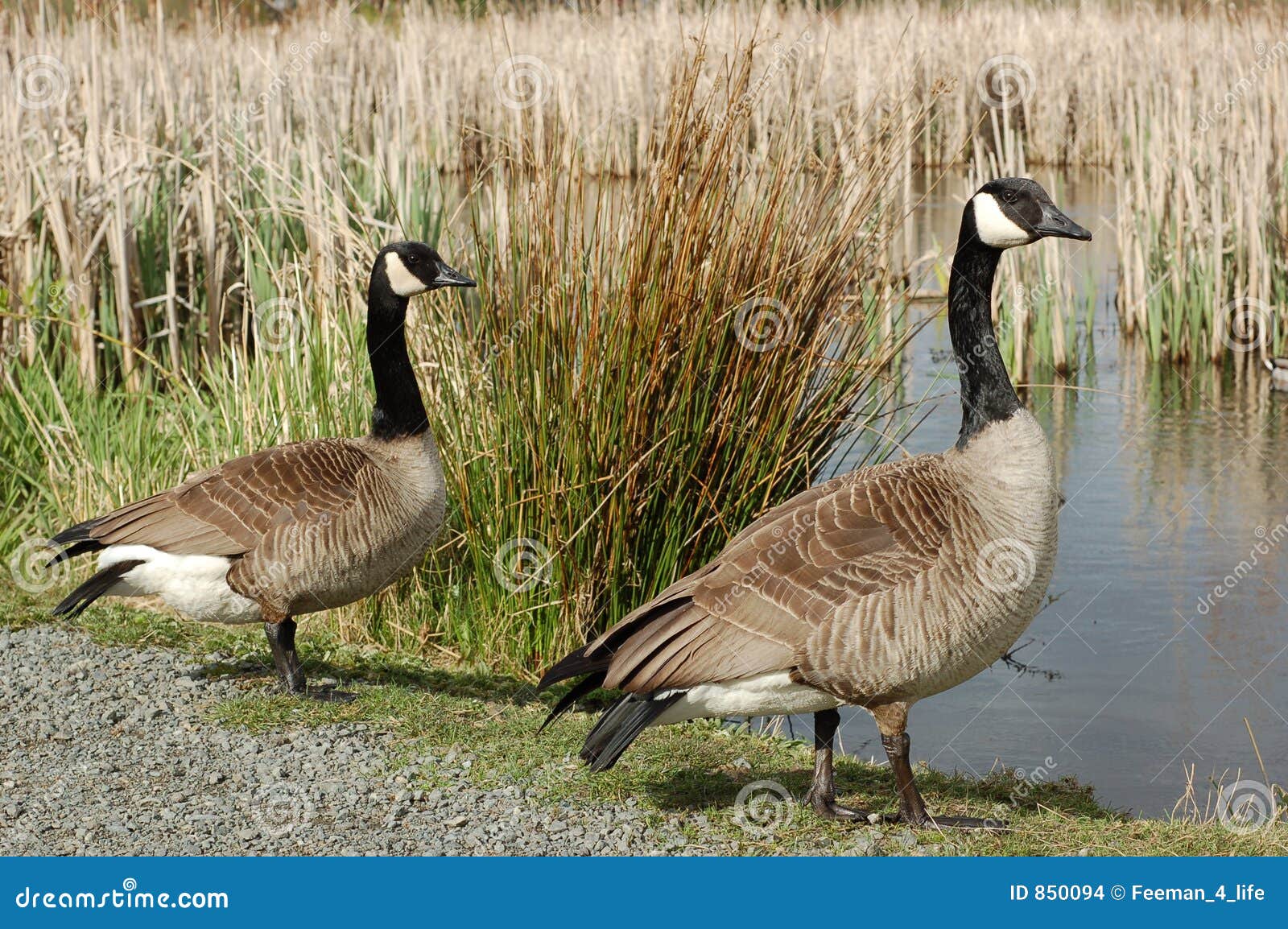 Canadian Geese stock photo. Image of water, calm, couple - 850094