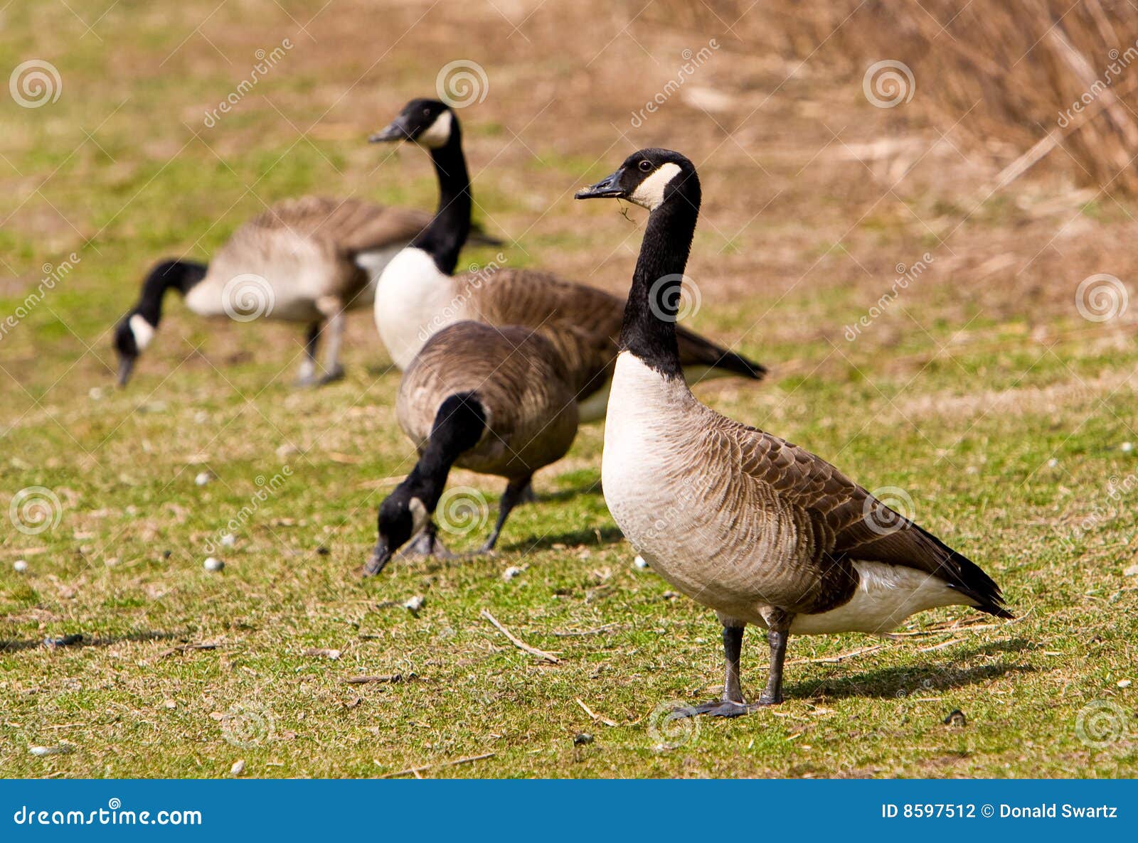 Canadian Geese stock photo. Image of great, canadian, pasture - 8597512