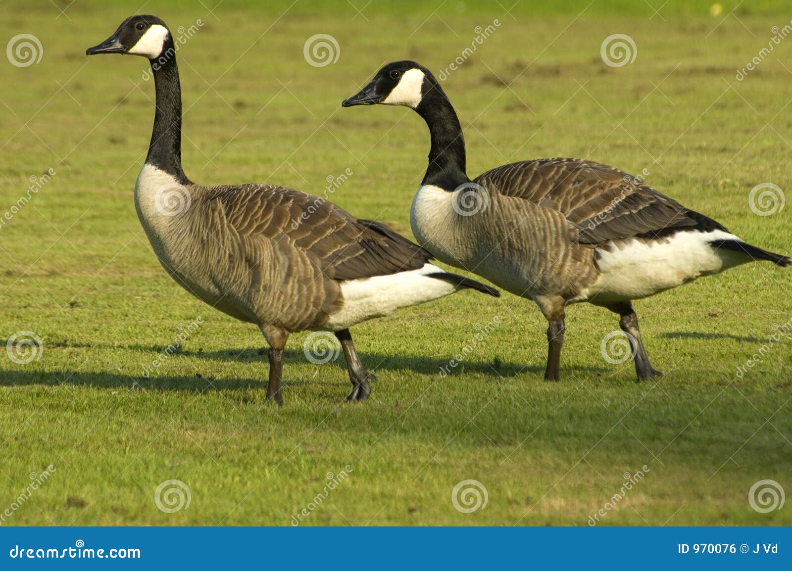 Canadian Geese stock photo. Image of goose, outdoor, canada - 970076