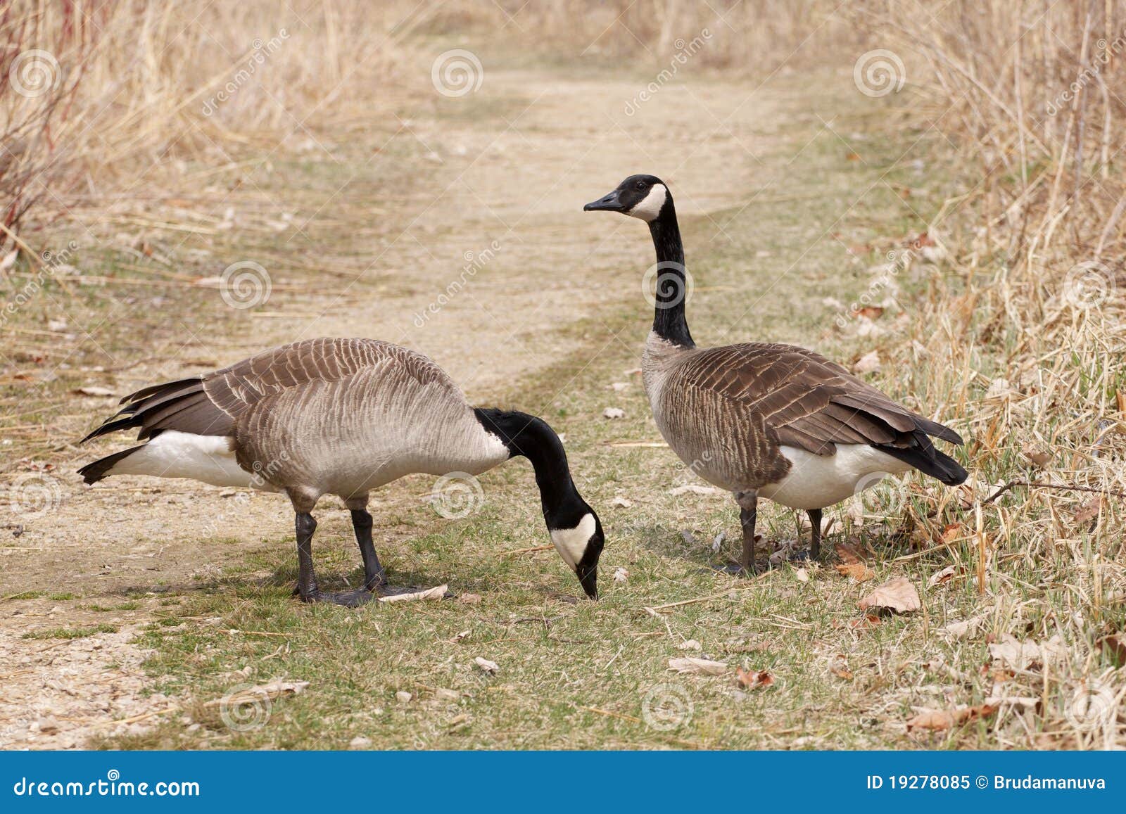 Canadian Geese Couple stock image. Image of foraging - 19278085