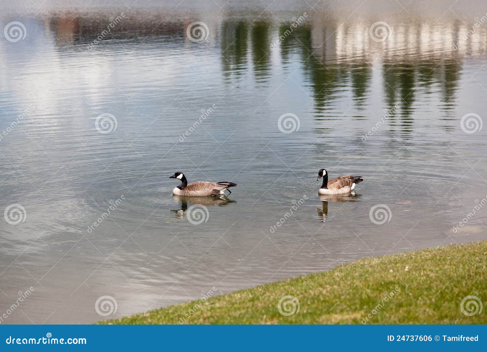 Canadian Geese Couple stock photo. Image of outdoors - 24737606