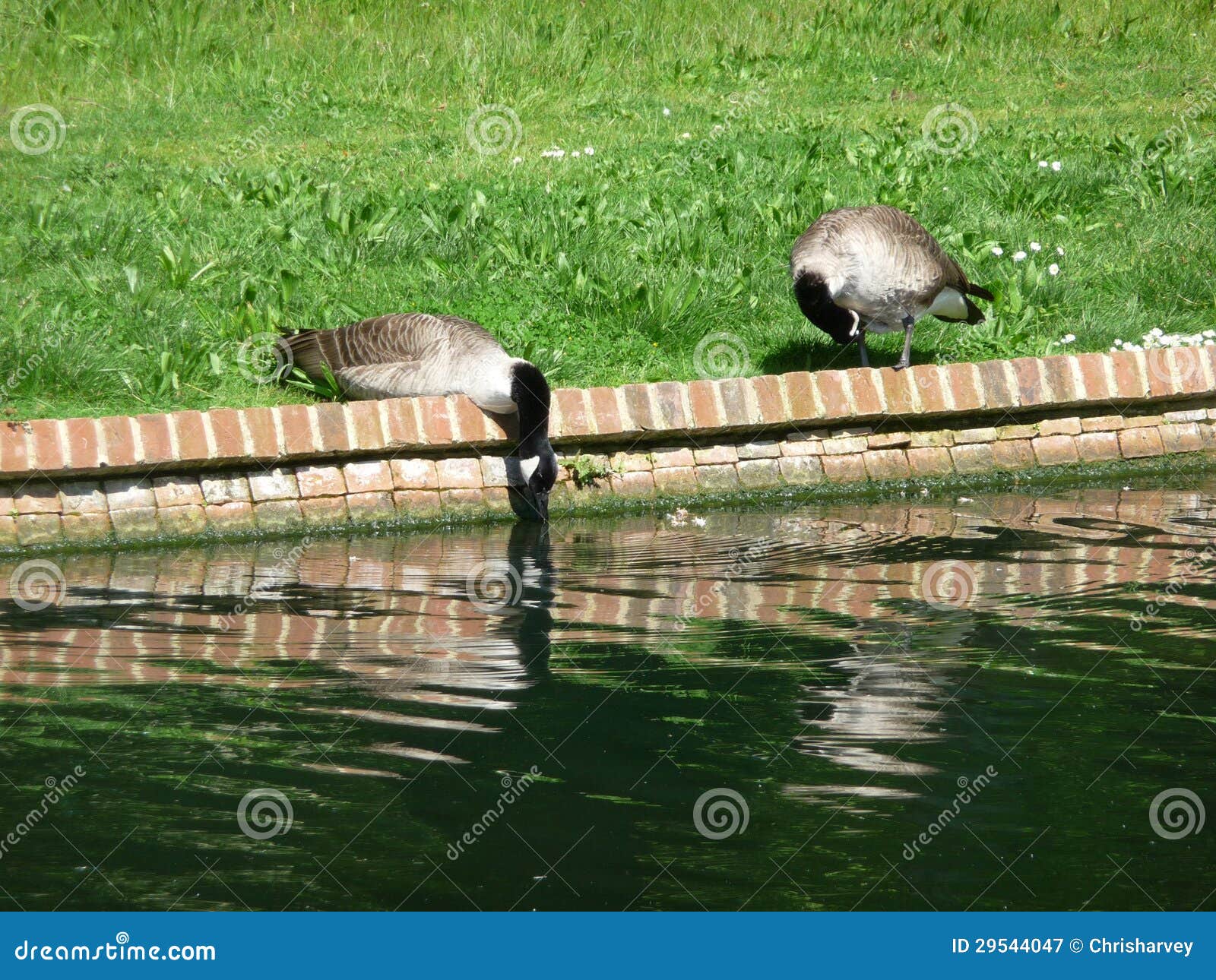 Canadian Geese Drinking stock image. Image of soil, nature - 29544047