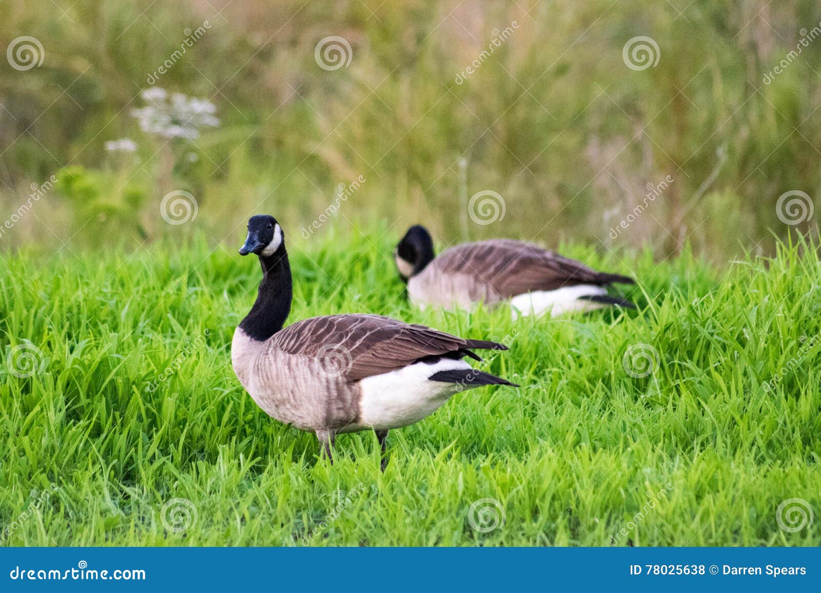 Canadian Geese stock photo. Image of canadian, grass - 78025638