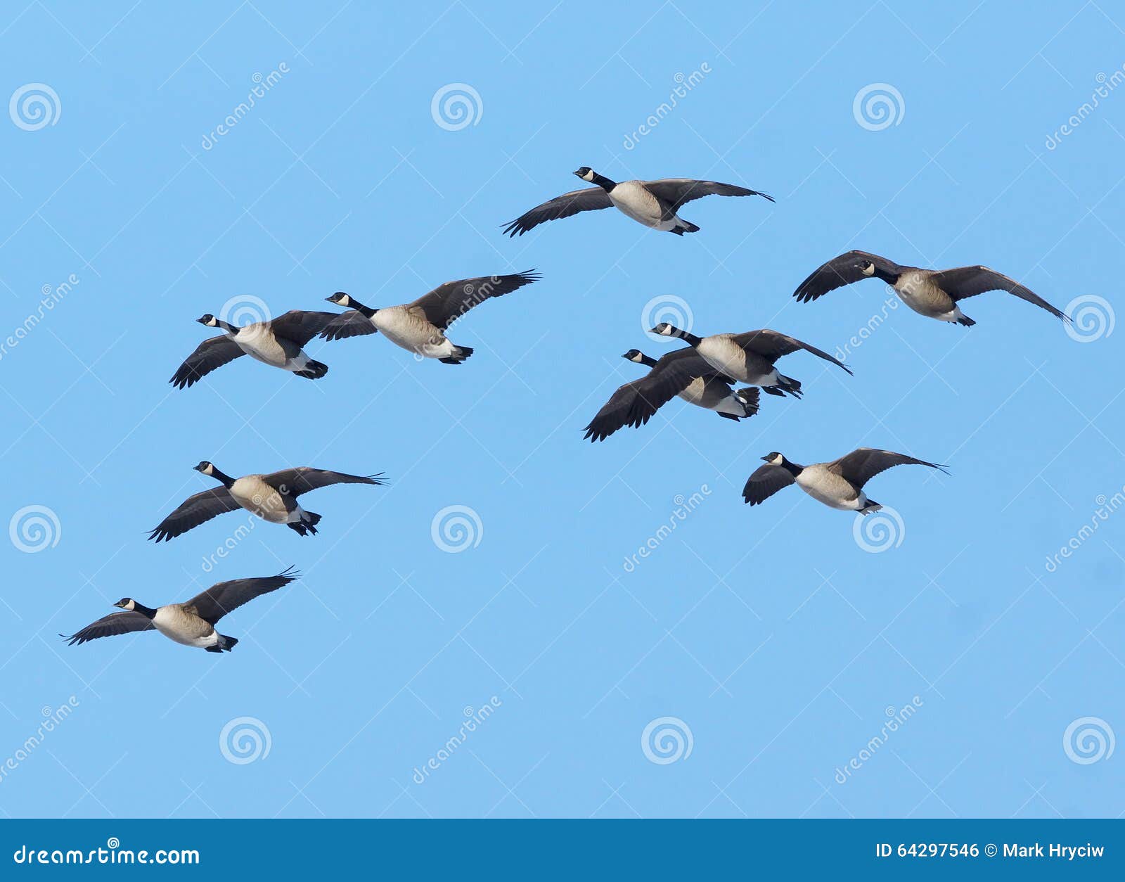 Canadian Geese in Flight stock photo. Image of nature - 64297546