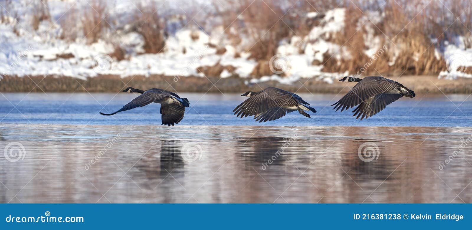 Canadian Geese in flight stock photo. Image of banded - 216381238
