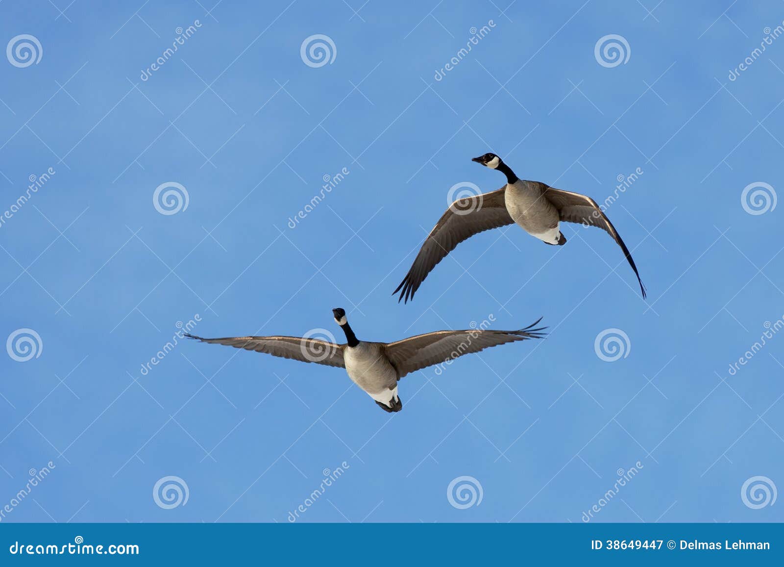 Canadian Geese in Flight stock image. Image of nature - 38649447