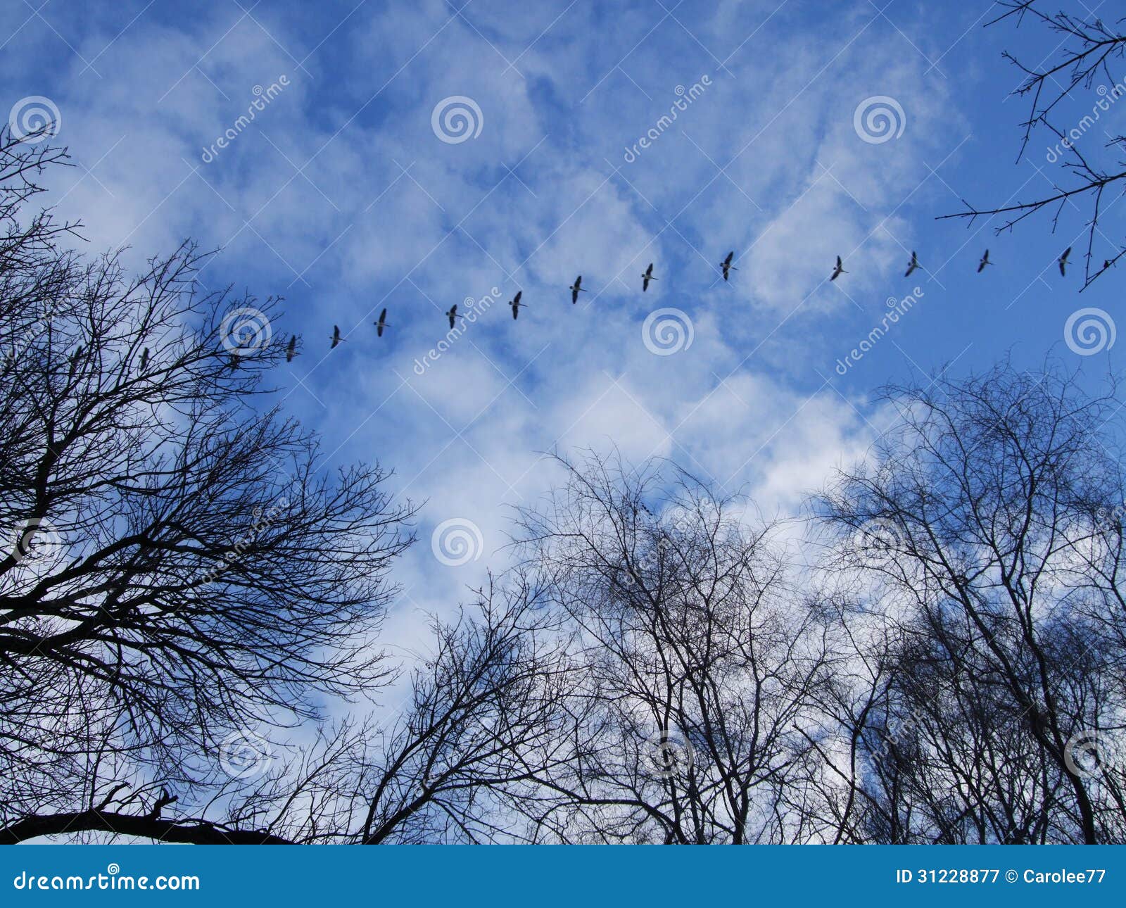 Canadian Geese in Flight stock image. Image of flying - 31228877