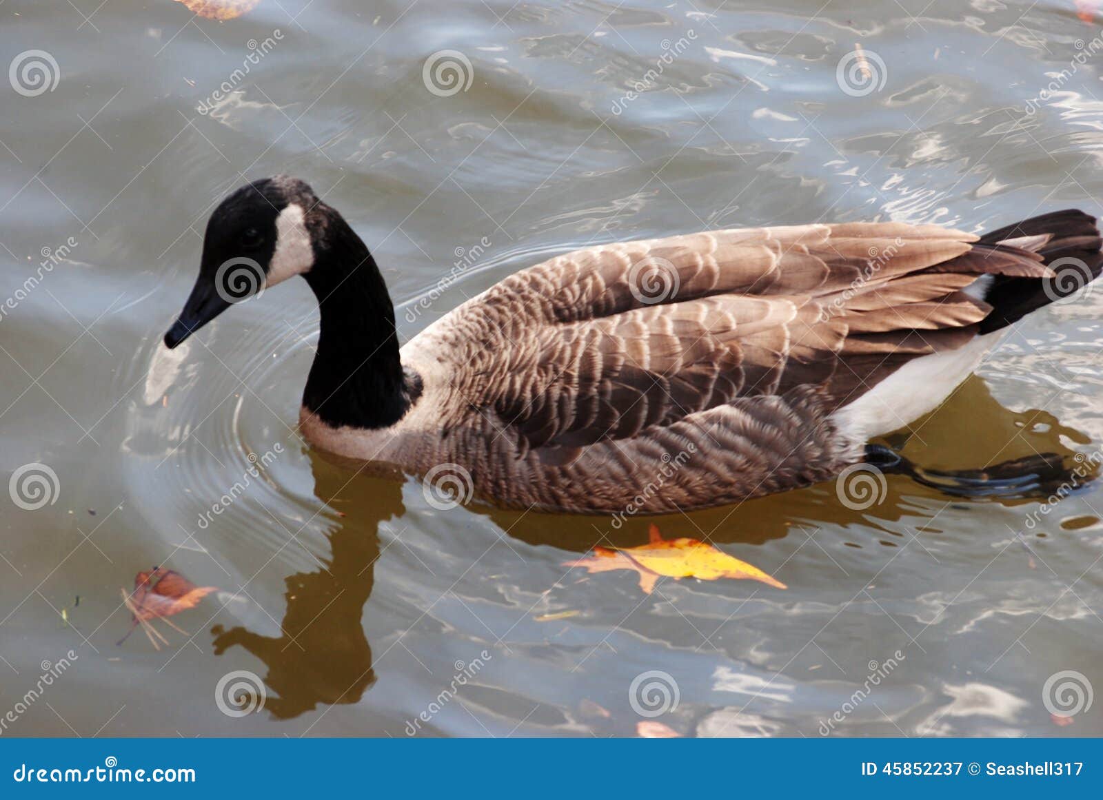 Canadian geese stock image. Image of northern, migrate - 45852237