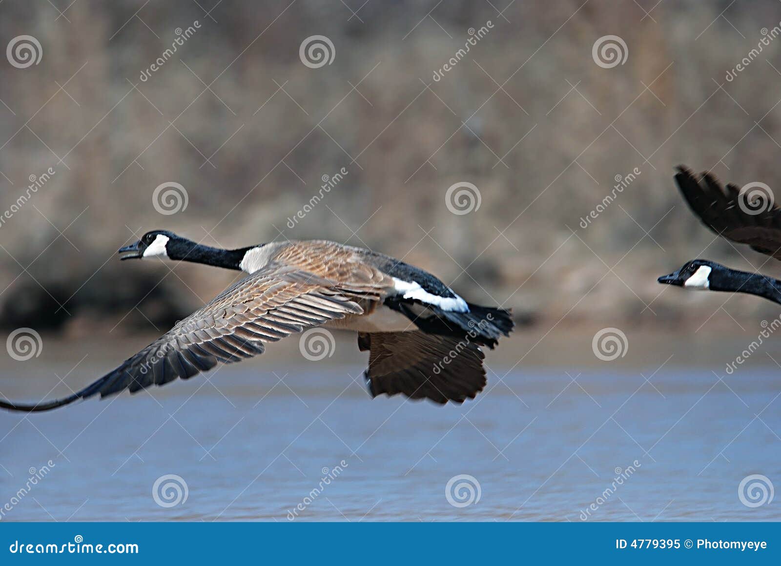 Canadian Geese flying stock image. Image of feathers, canadian - 4779395