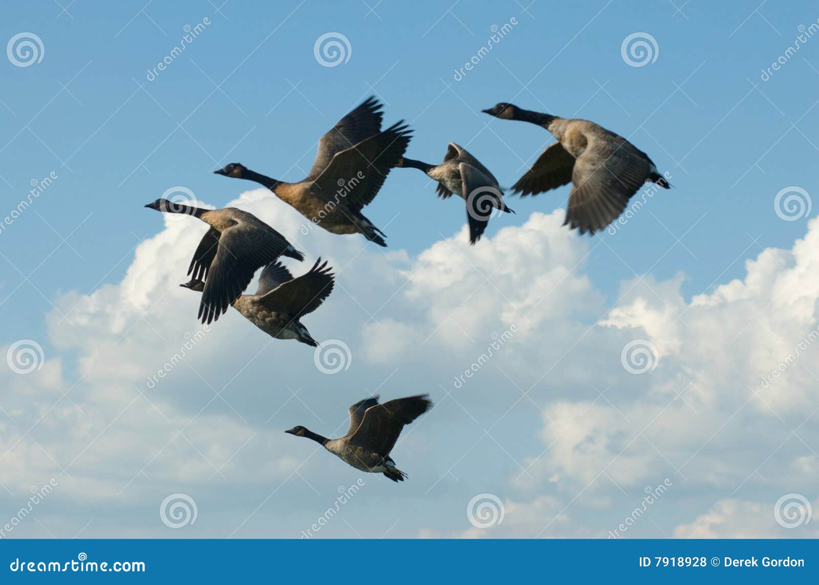 Canadian Geese Flying stock photo. Image of august, december - 7918928