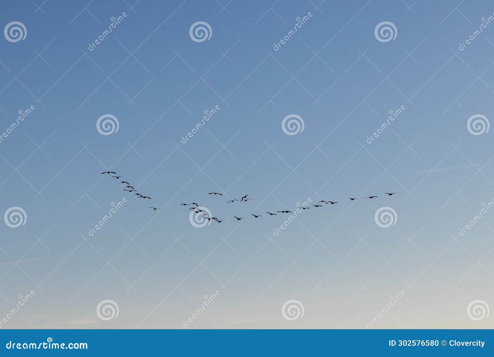 Canadian Geese Flying in Formation Stock Photo - Image of ...