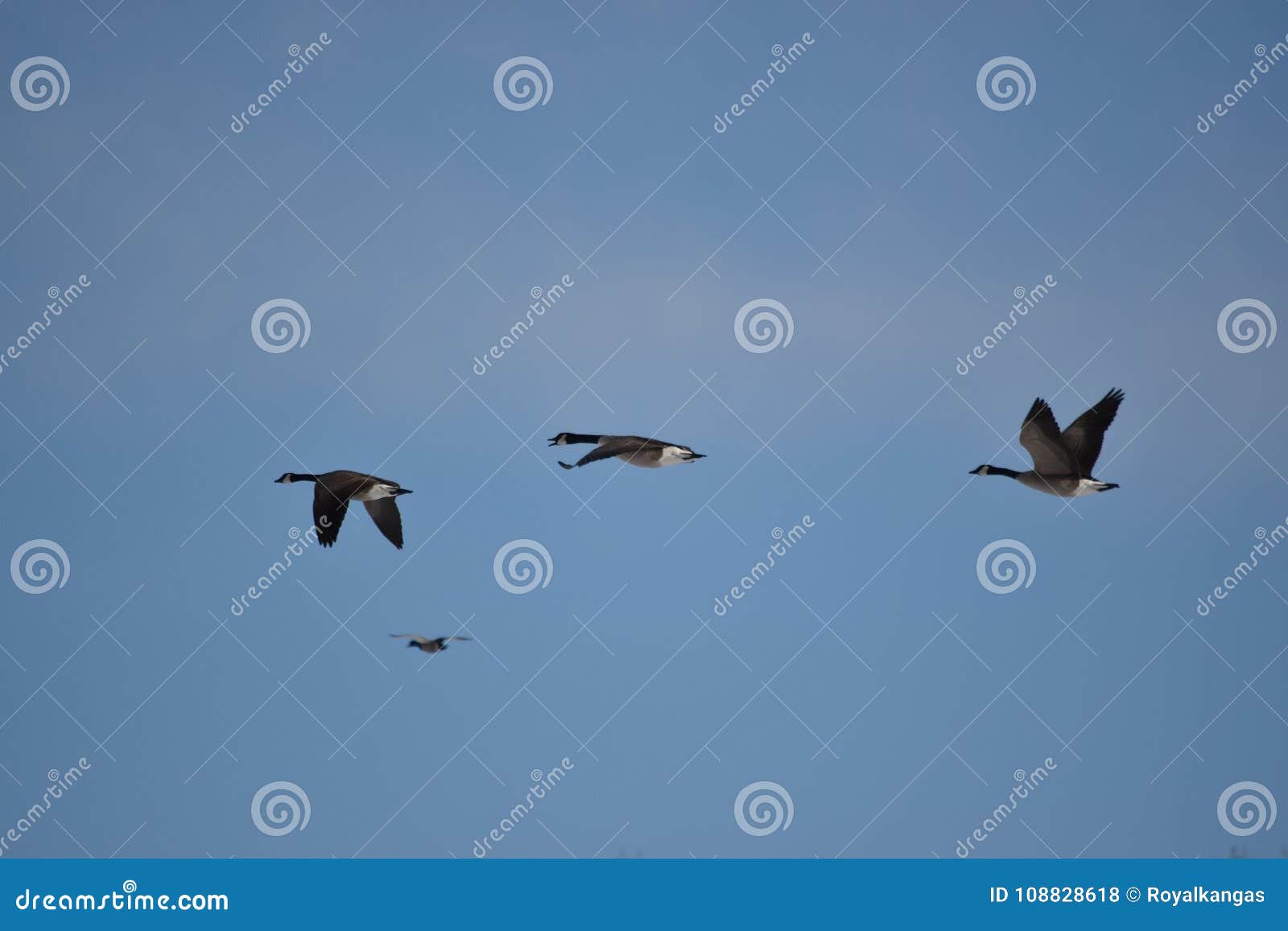 Multiple Canadian Geese Flying in Formation Stock Photo - Image of ...