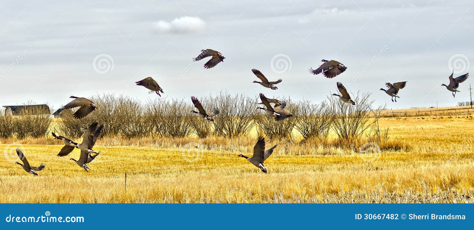 Canadian Geese stock photo. Image of geese, fowl, golden - 30667482