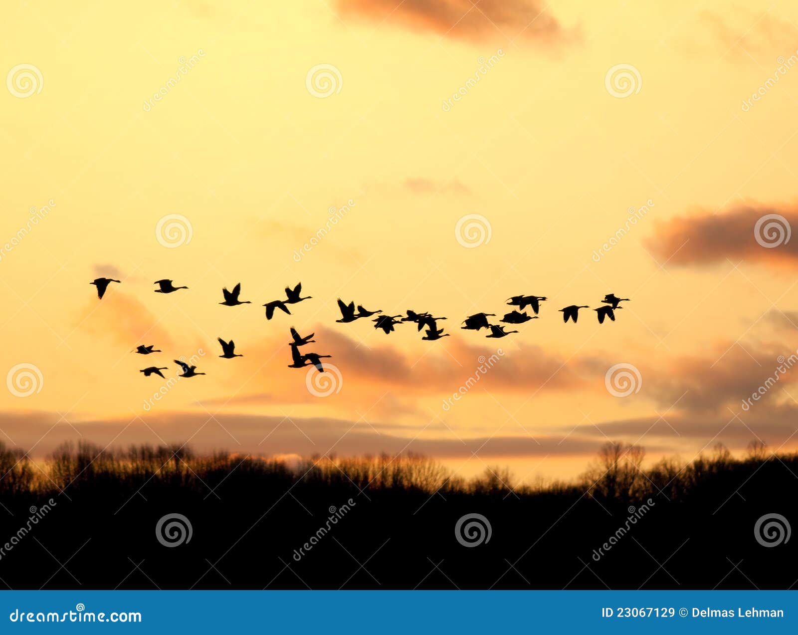Canadian Geese Flying at Sunset Stock Image - Image of bird, morning ...