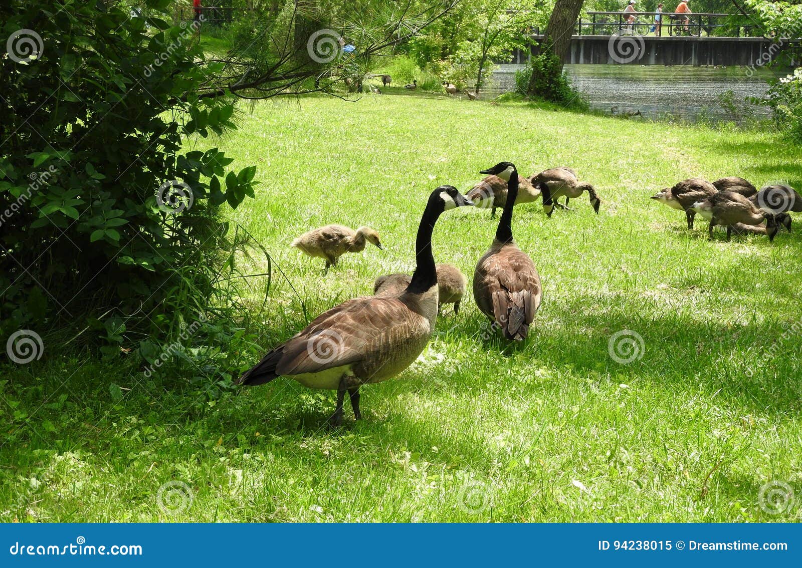 Canadian geese stock image. Image of growth, gardening - 94238015