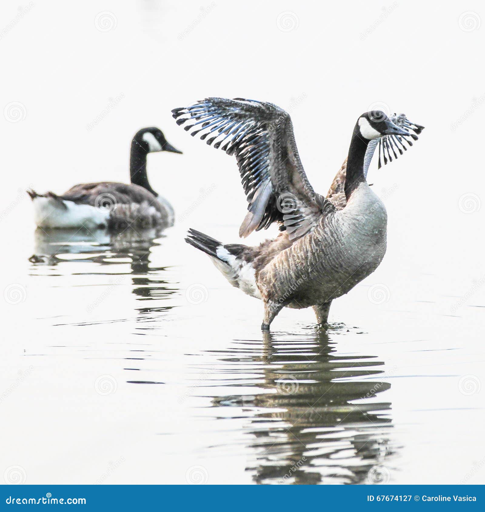 Canadian Geese stock image. Image of flapping, wildlife - 67674127