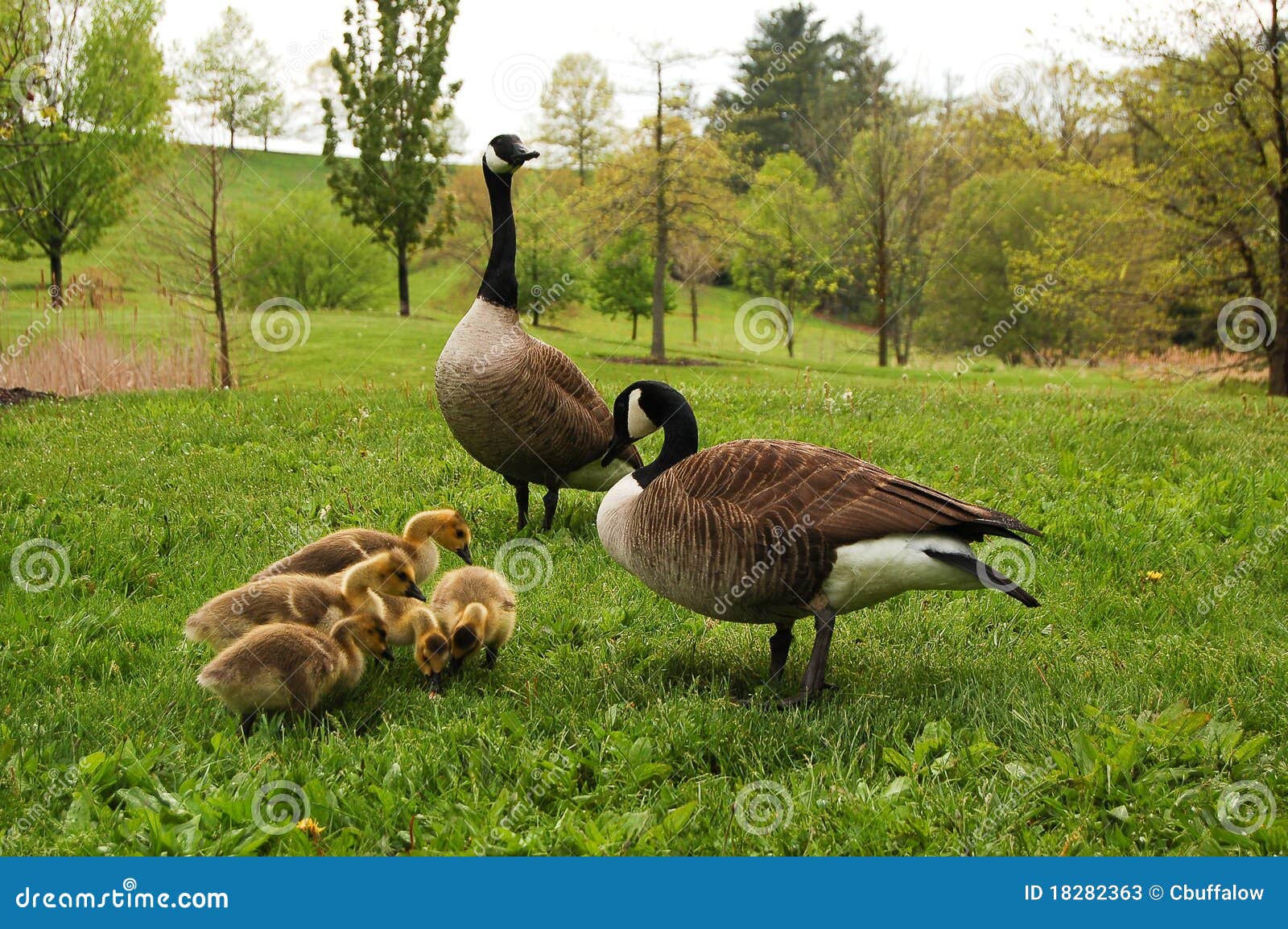 Canadian Geese with Goslings Stock Image - Image of nature, gosling ...