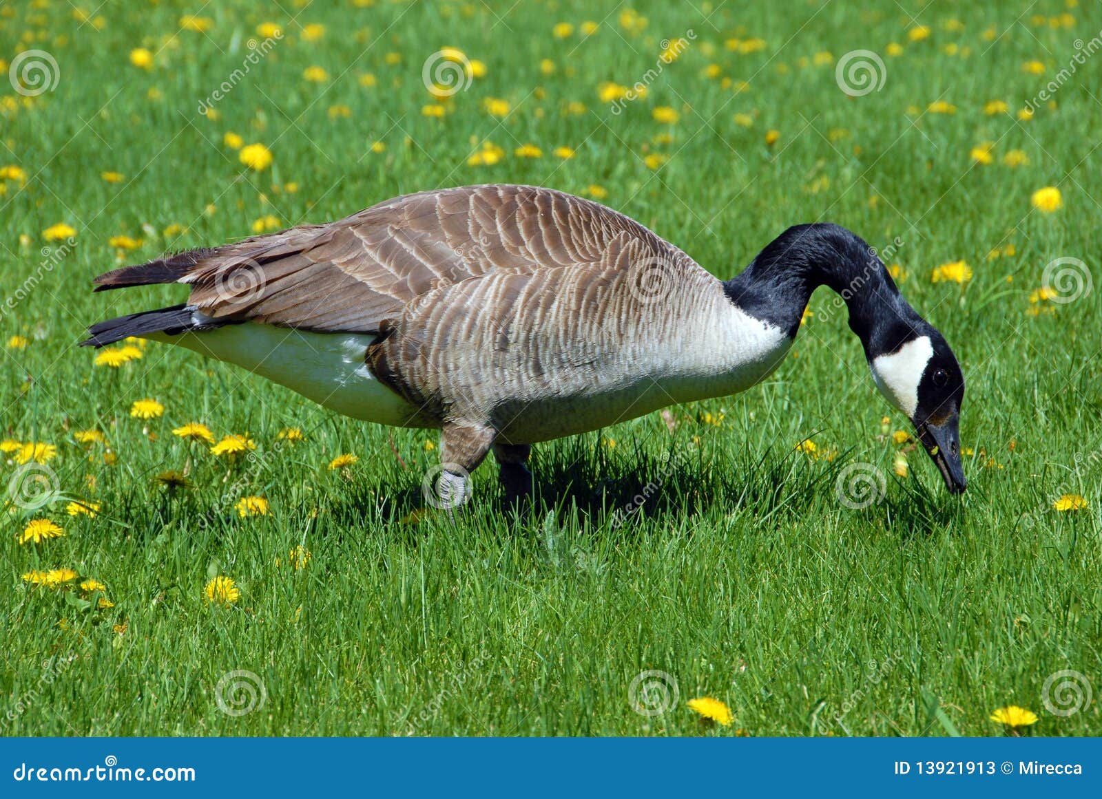 Canadian Geese on the Grass Stock Image - Image of goose, fauna: 13921913