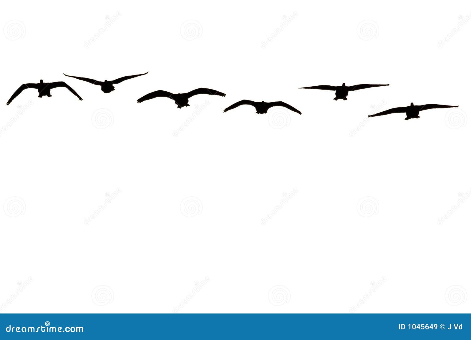 Canadian Geese Isolated on White Background Stock Image - Image of ...