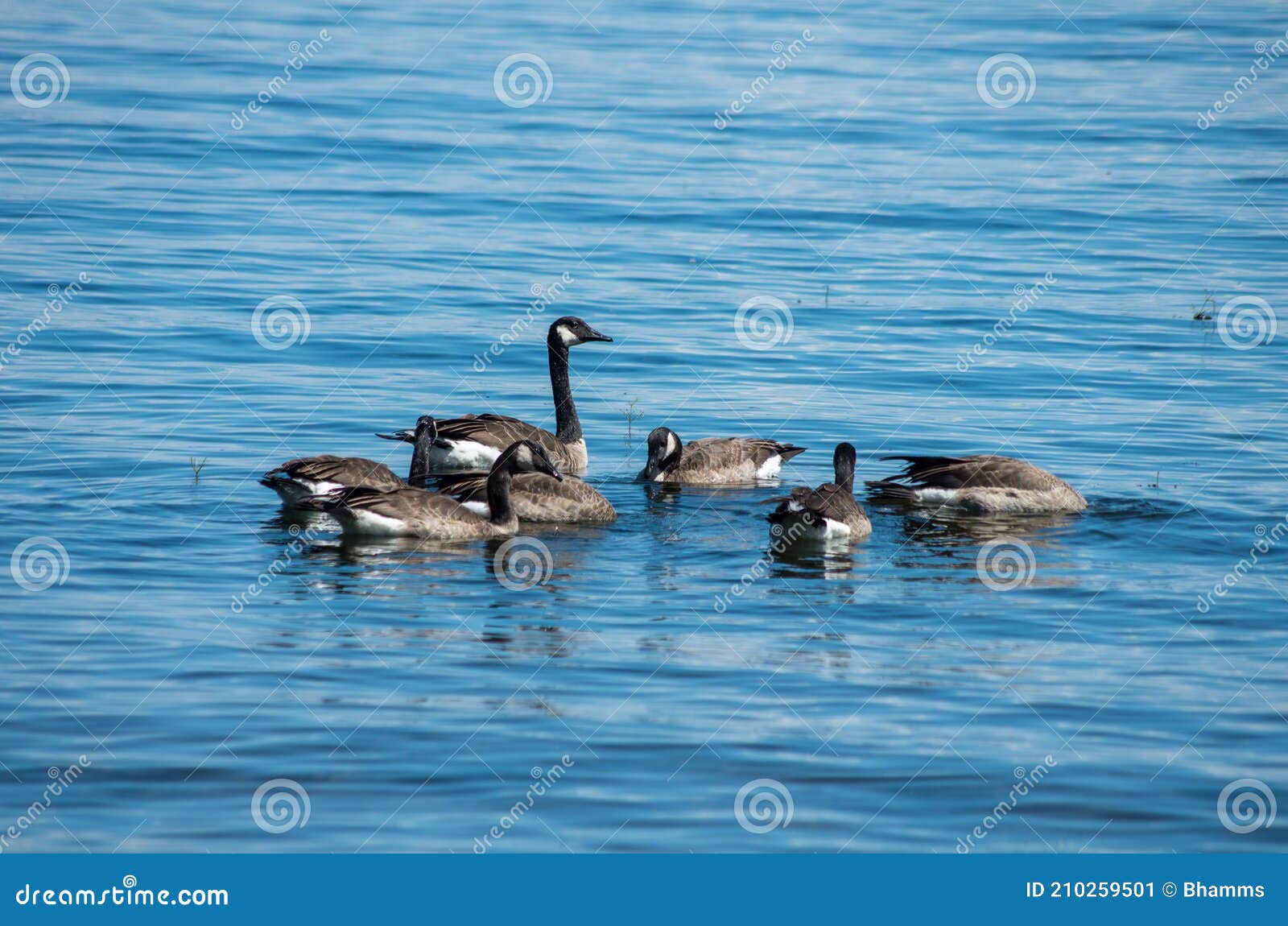 Canadian geese on lake stock image. Image of canadian - 210259501