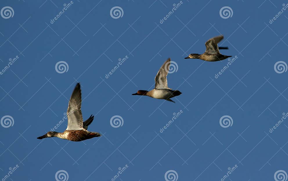 Canadian geese migrating stock photo. Image of aspiration - 3872982