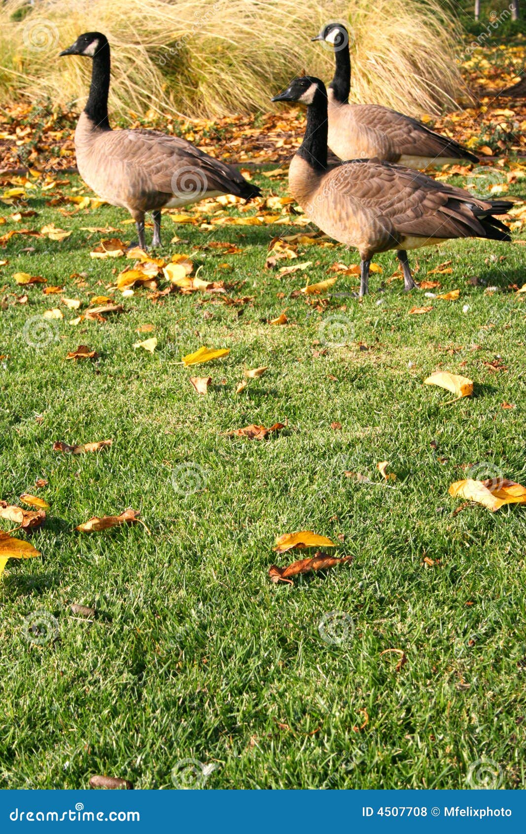 Canadian Geese Near the Lake Stock Photo - Image of relaxing, forest ...