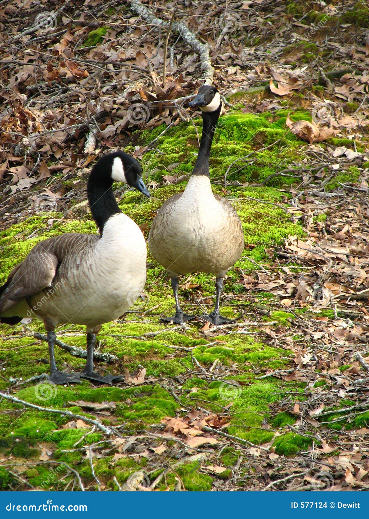 Canadian Geese, Pair stock photo. Image of birds, migratory - 577124