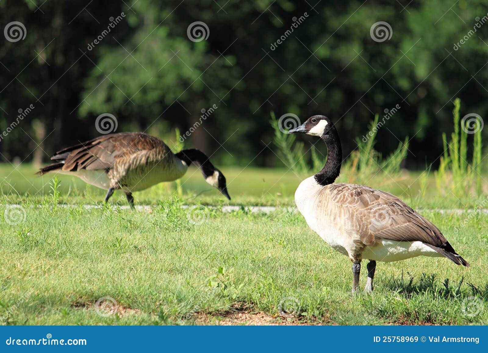 Canadian Geese in a Park stock image. Image of migratory - 25758969