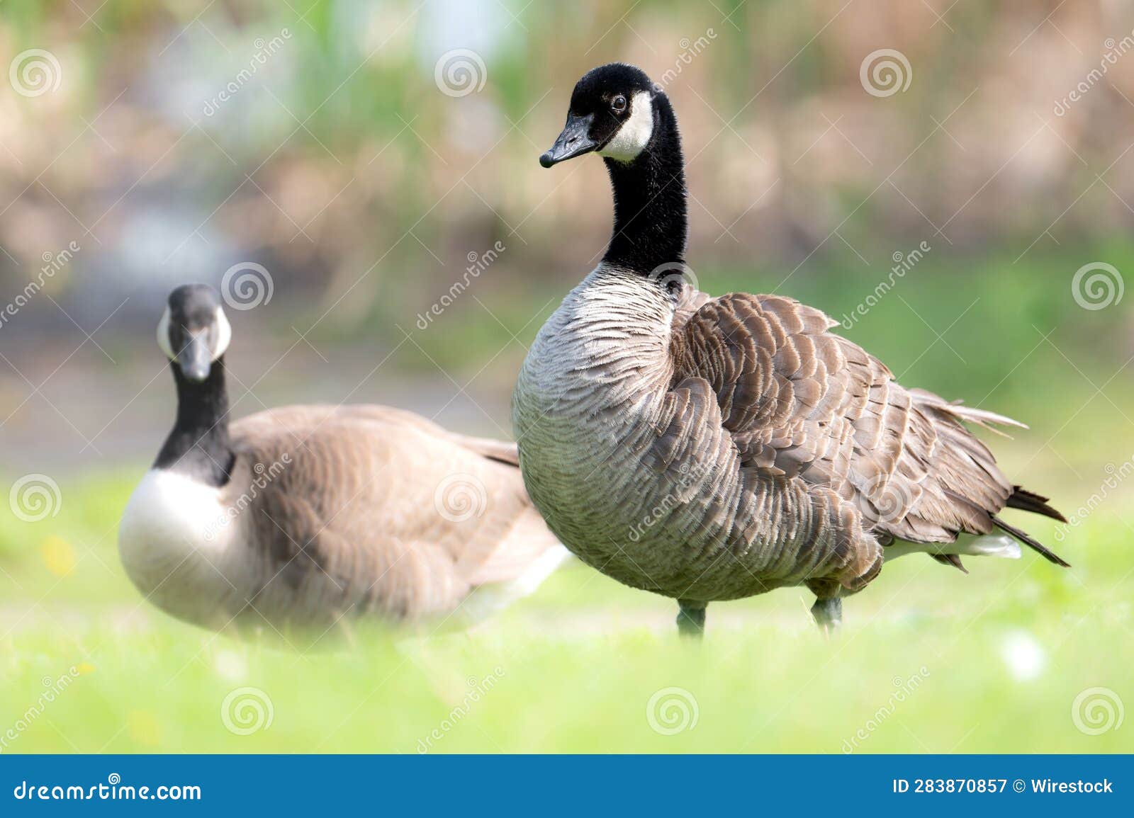 Canadian Geese Standing on Lush Green Grass Stock Image - Image of ...