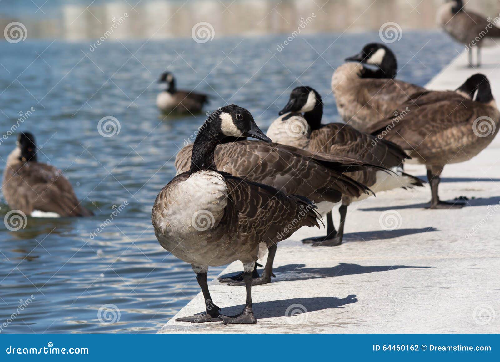 Canadian Geese Standing stock photo. Image of animal - 64460162