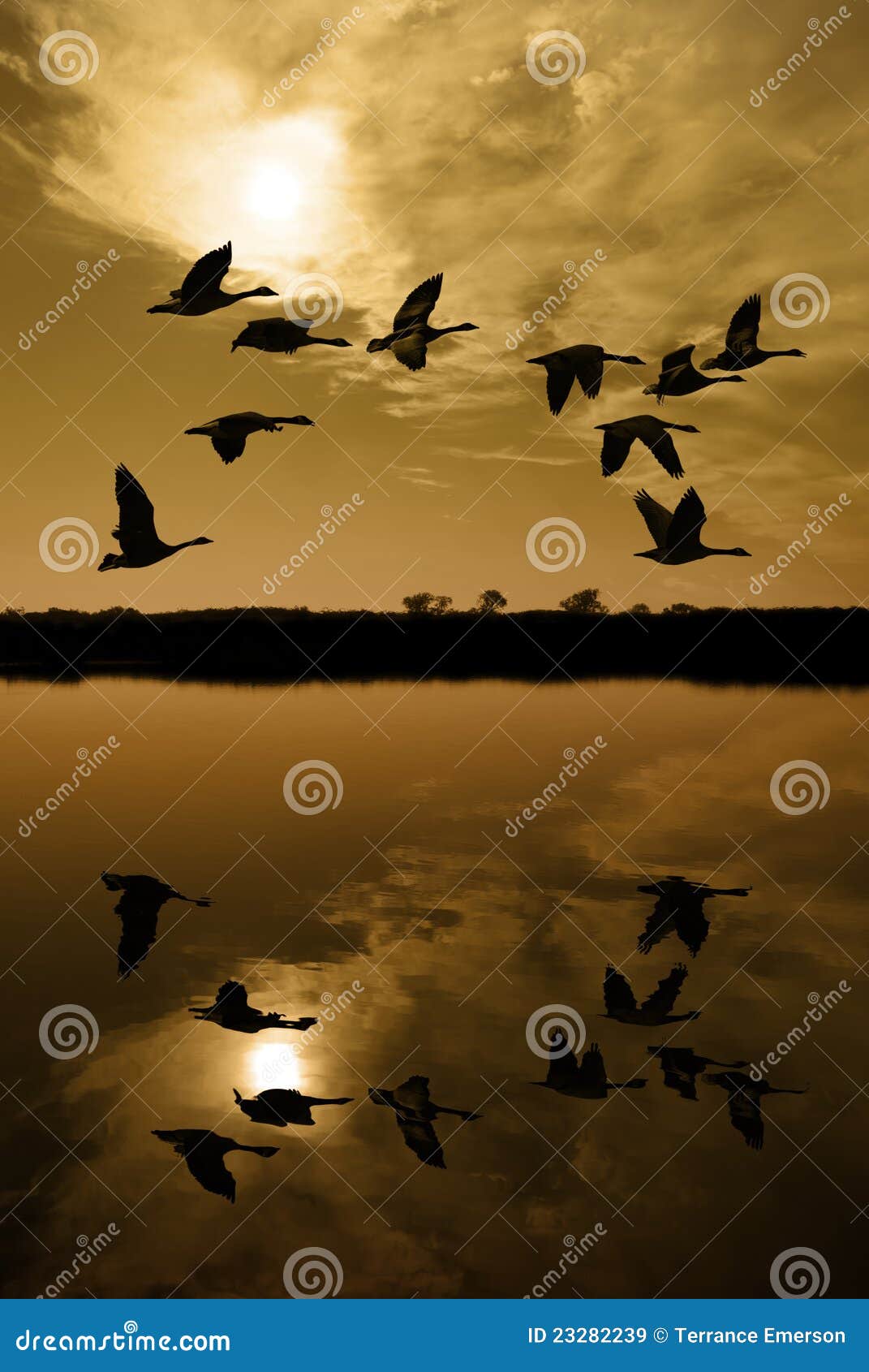 Canadian Geese at Sunset stock image. Image of sundown - 23282239