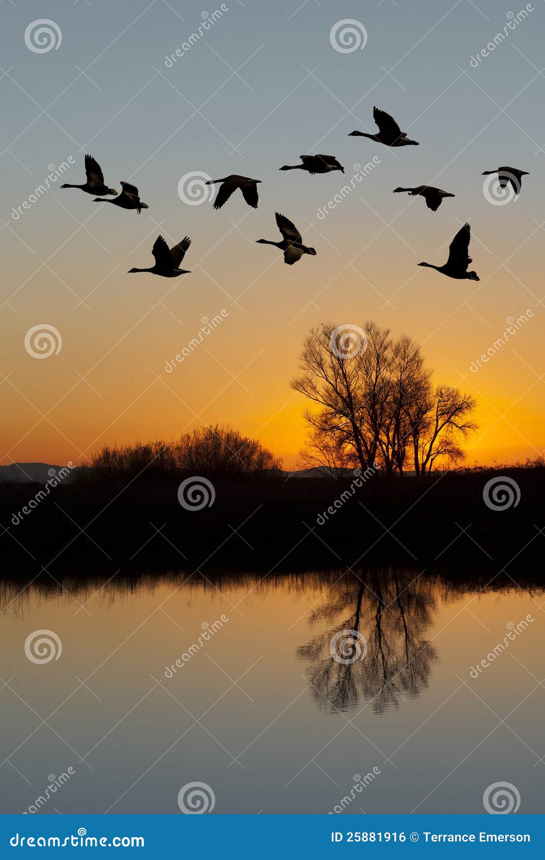 Canadian Geese at Sunset stock photo. Image of glowing - 25881916