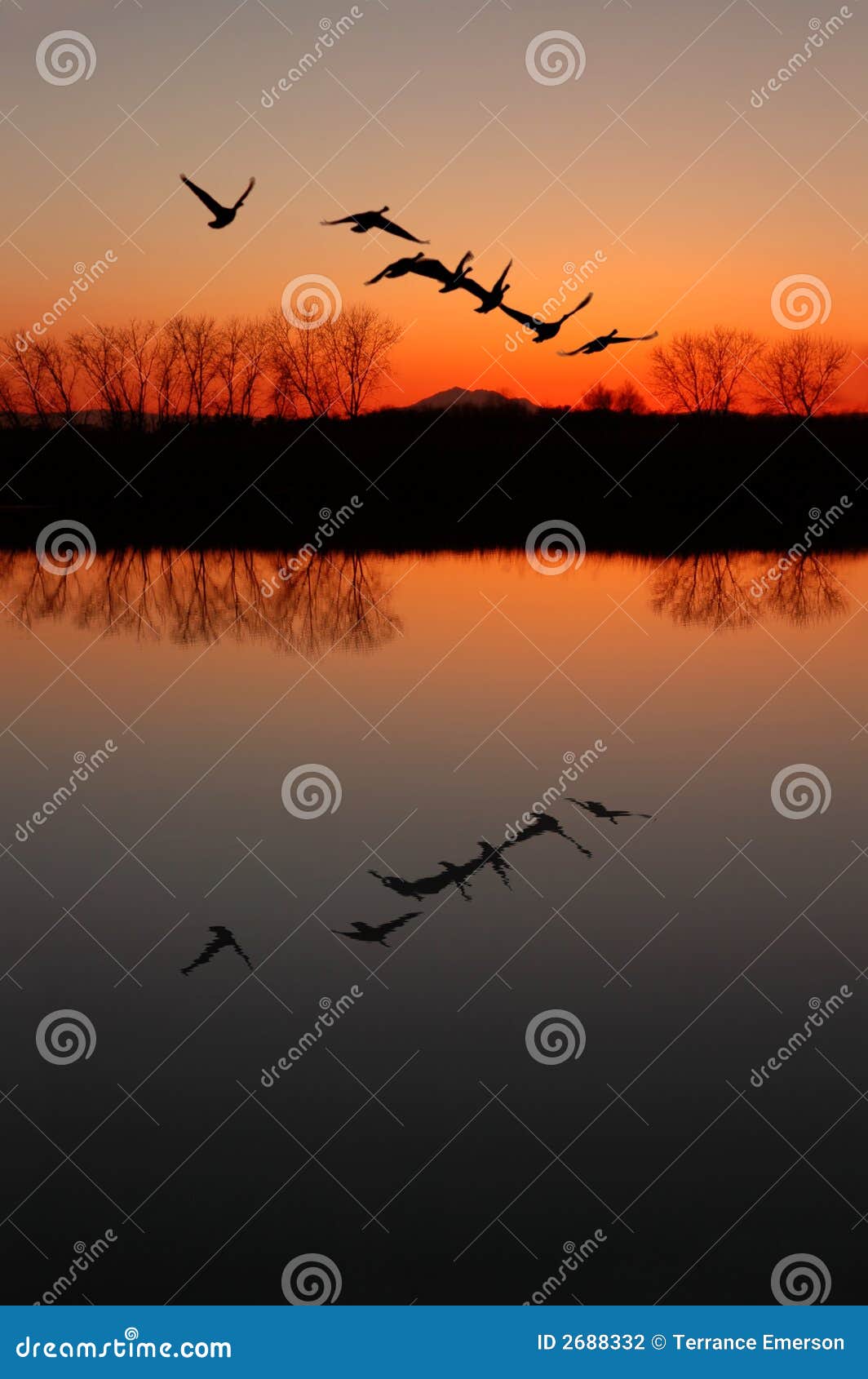 Canadian Geese at Sunset stock photo. Image of fowel, reflection - 2688332