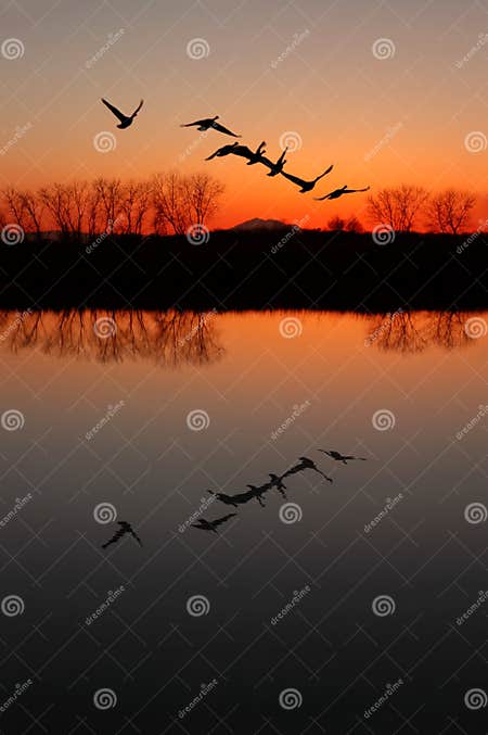 Canadian Geese at Sunset stock photo. Image of fowel, reflection - 2688332