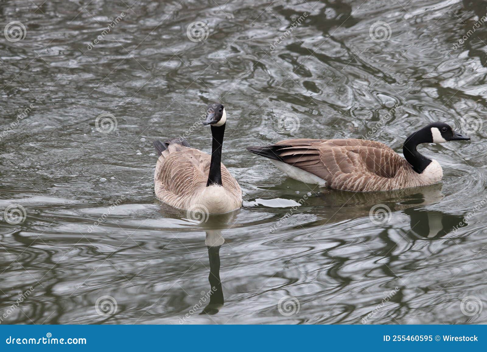 Canadian Geese Swimming in the Water. Stock Image - Image of geese ...