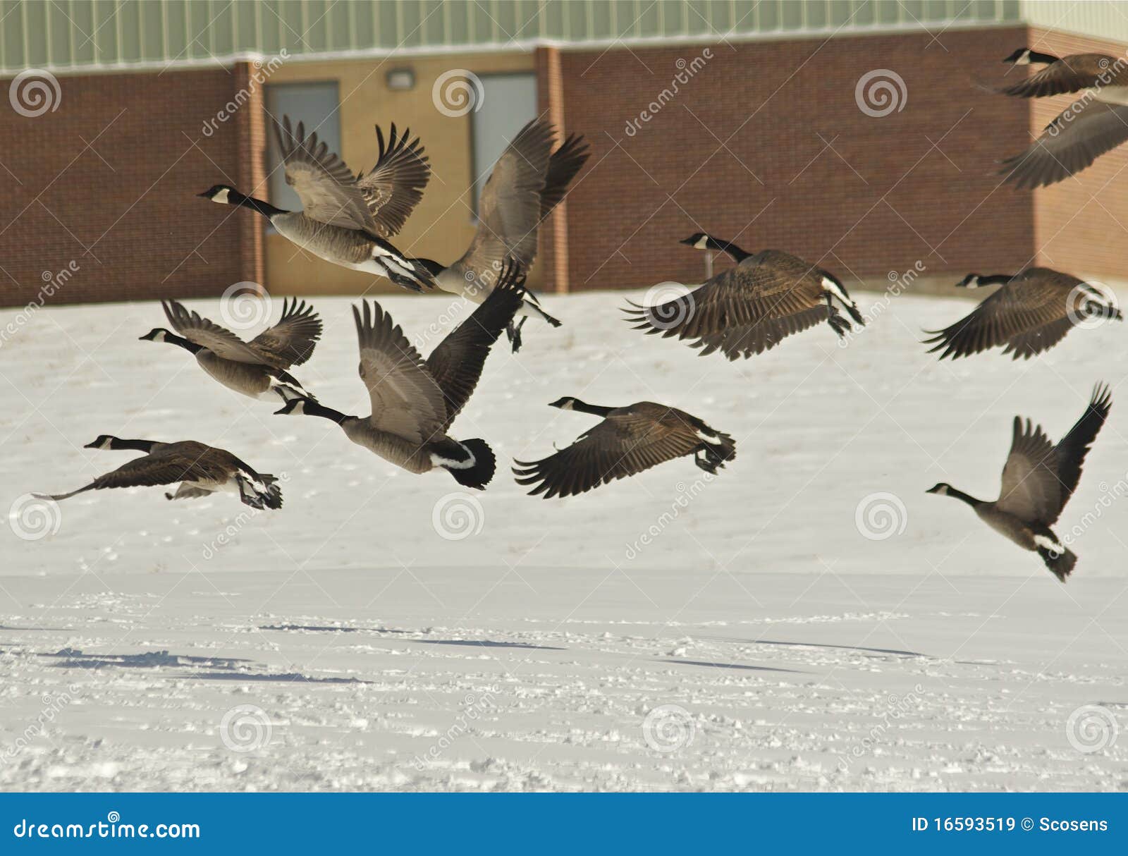 Canadian geese take flight stock image. Image of wildlife - 16593519