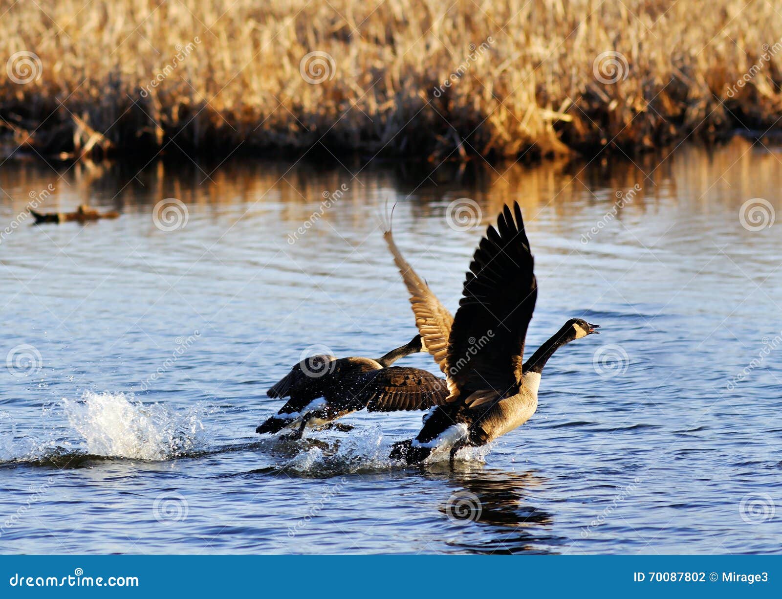 Canadian geese taking off stock photo. Image of pond - 70087802