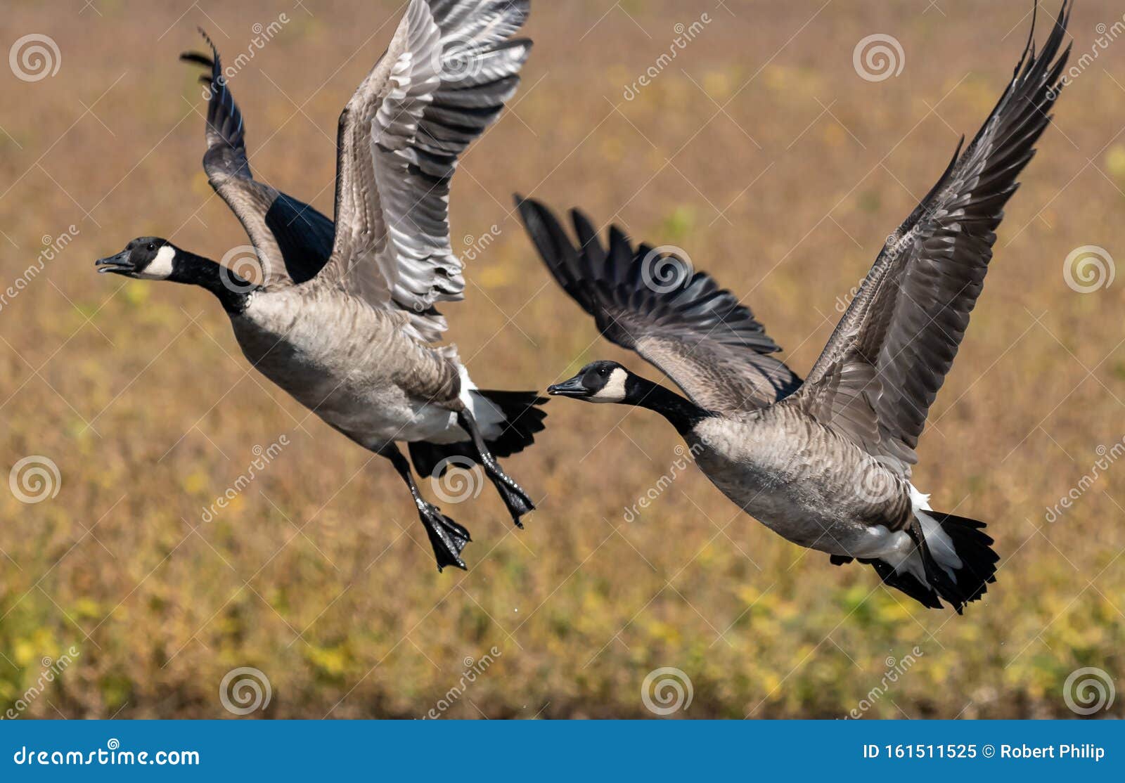 Canadian Geese Taking Off in Flight Stock Image - Image of leaving ...
