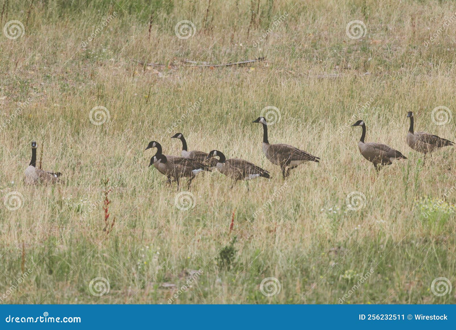 Canadian Geese Walking in the Green Field Stock Image - Image of ...
