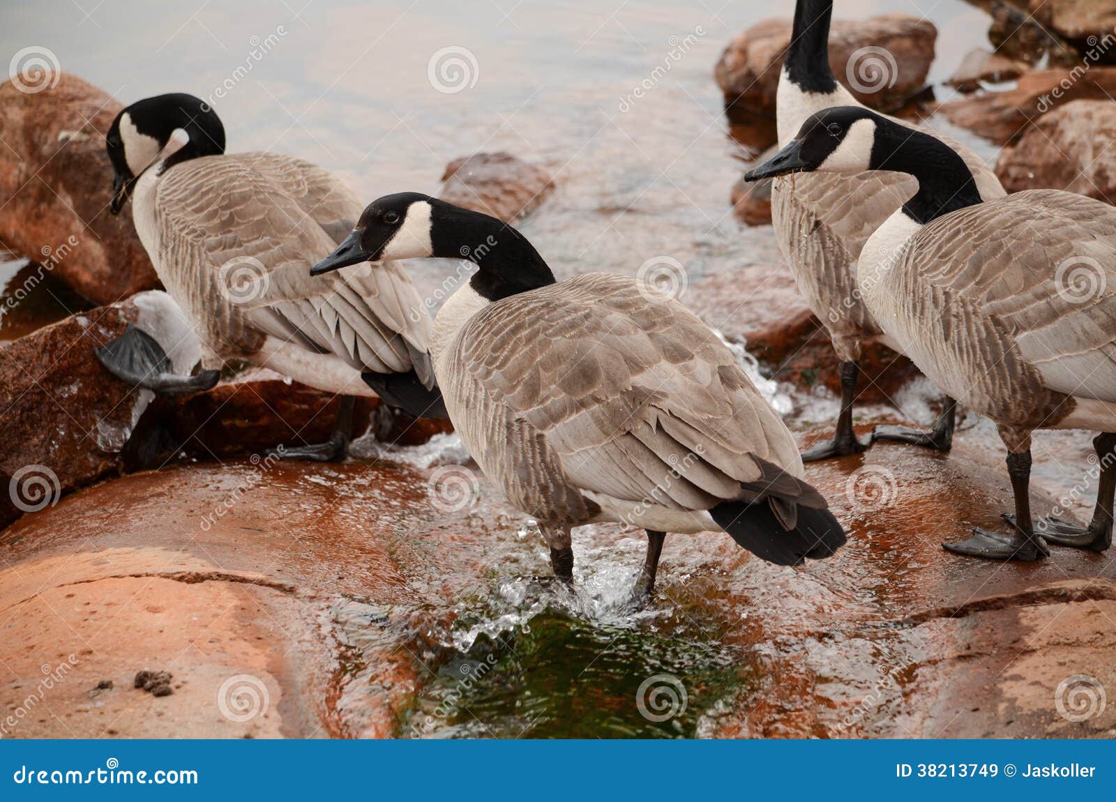 Canadian Geese in Water stock image. Image of water, bird - 38213749